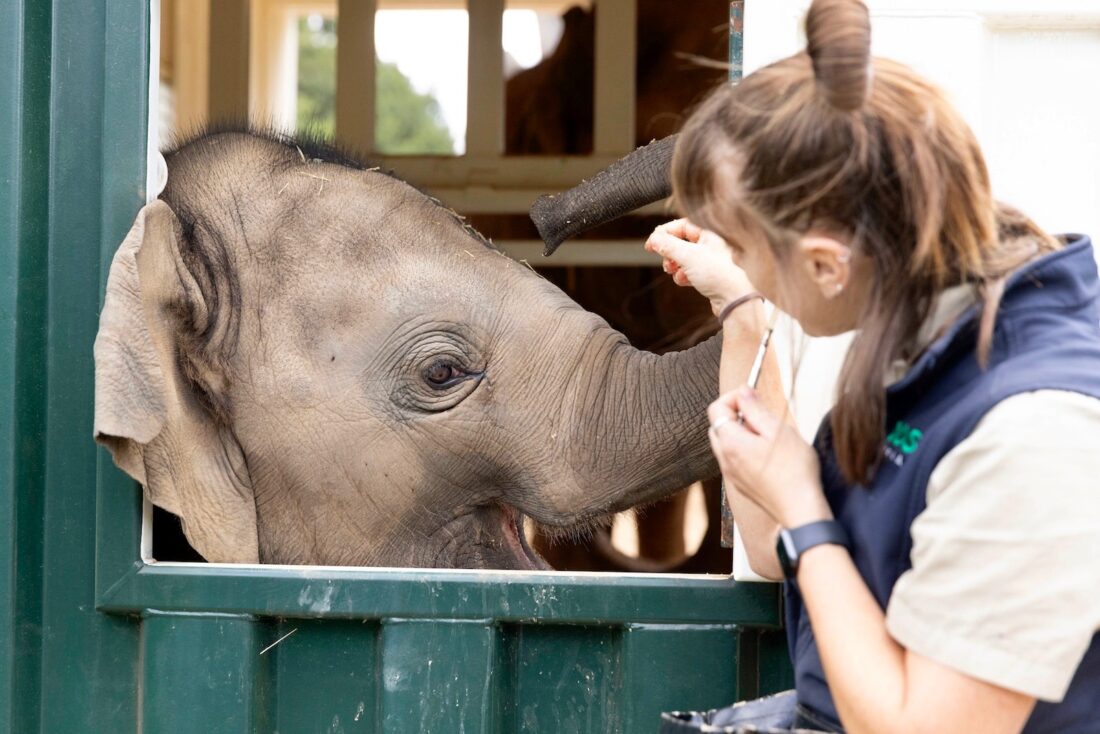 Elephants trumpet, squeak and flap their ears after their complex move ...